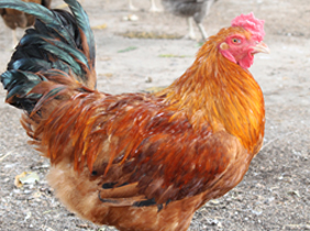 INTERACTIVE INFORMATION SYSTEM ON BROILER FARMING:Sher-E-Kashmir ...